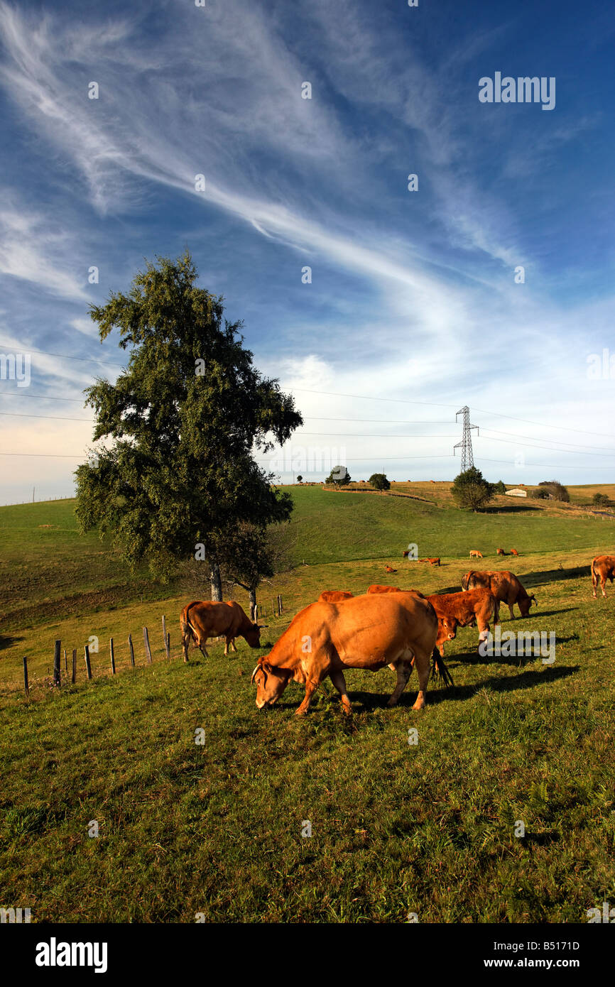 Aveyron Aubrac Cow High Resolution Stock Photography and Images - Alamy