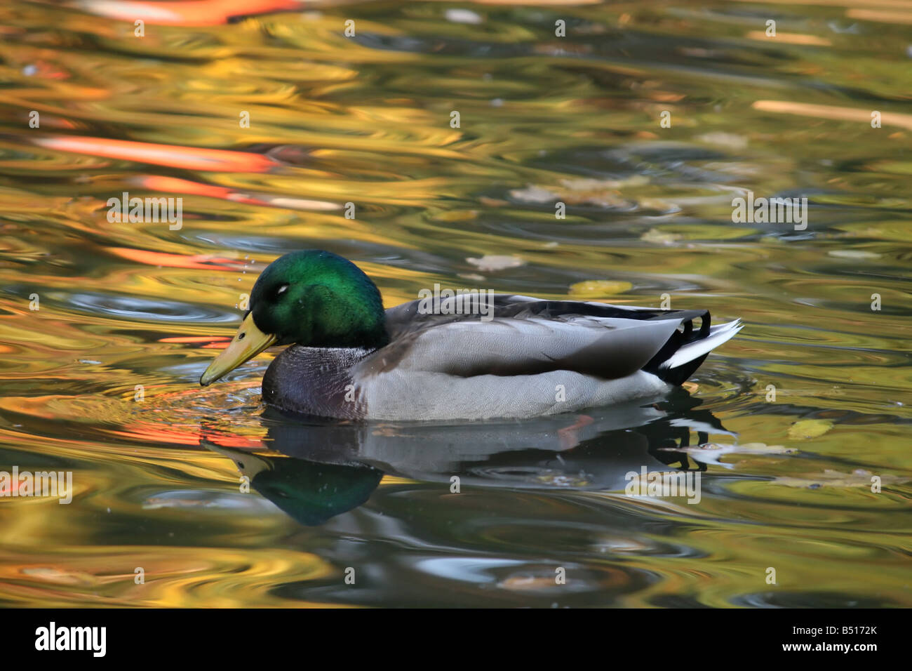 duck in the river autumn colourfull water colors Stock Photo - Alamy