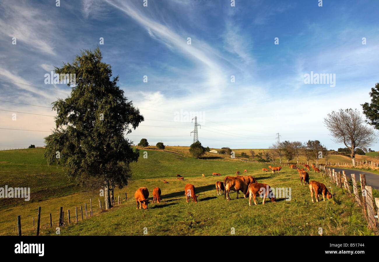 Aubrac cows hi-res stock photography and images - Alamy