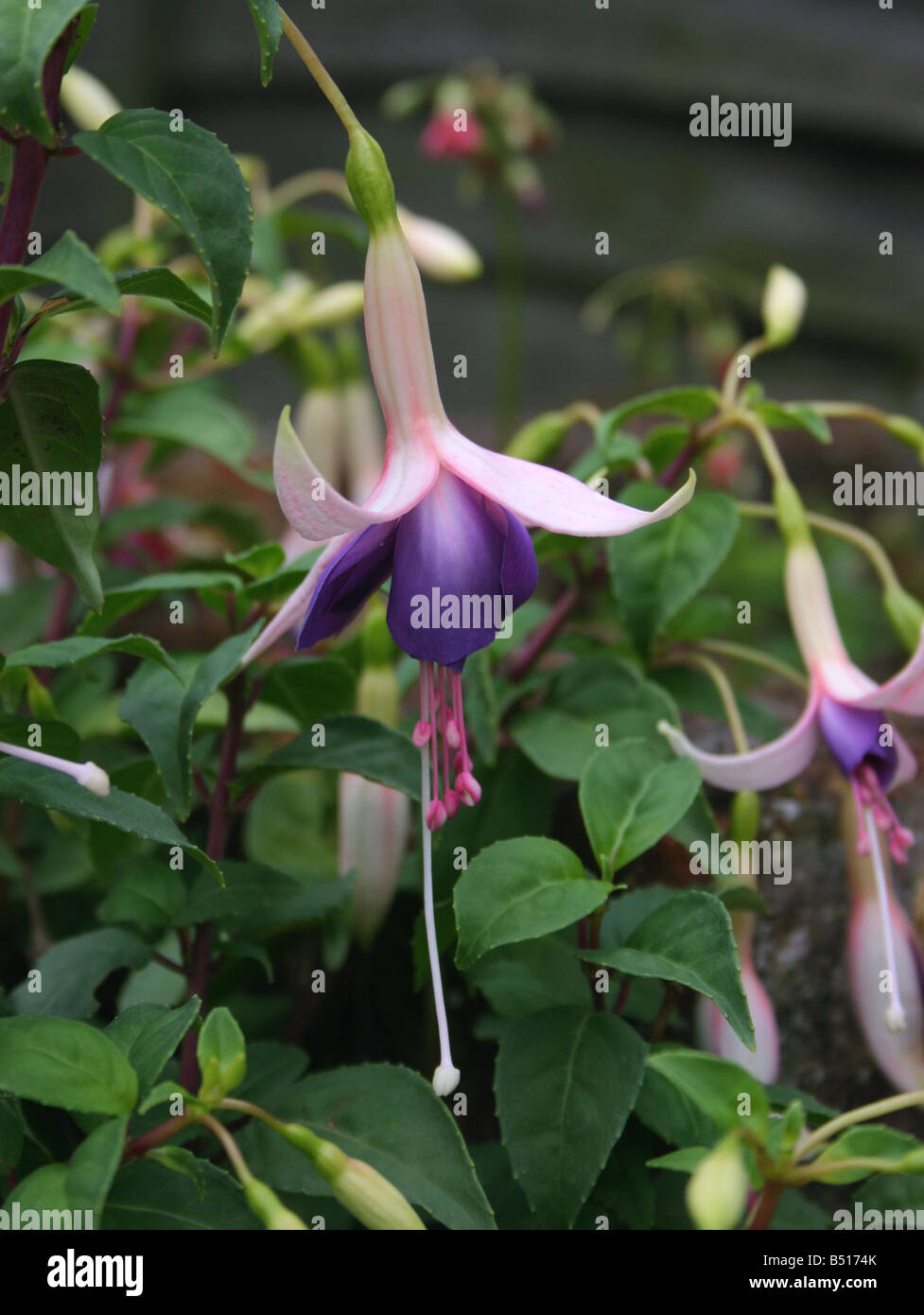 Bell fuchsia hi-res stock photography and images - Alamy