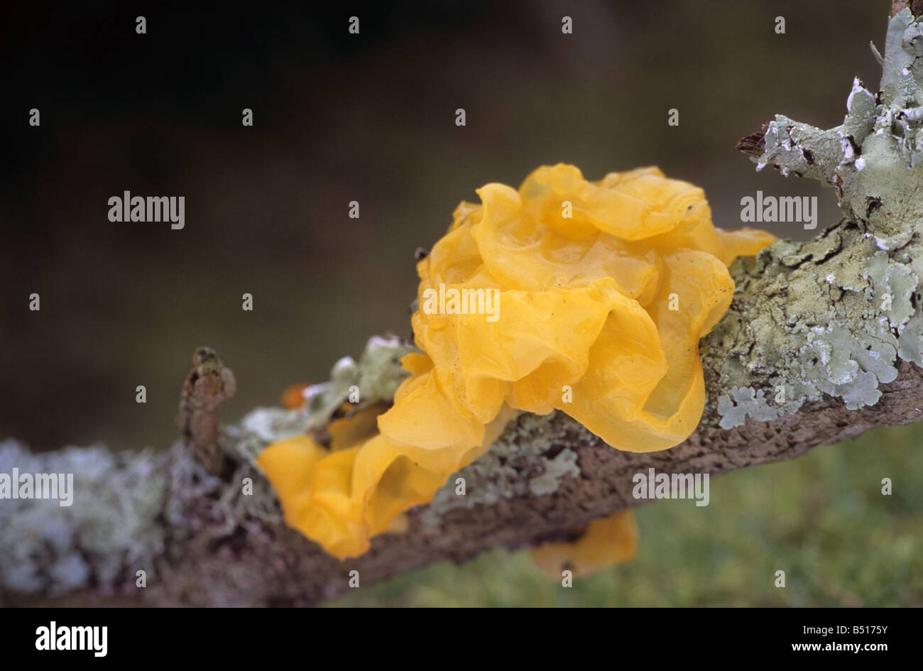 Tremella mesenterica hi-res stock photography and images - Alamy