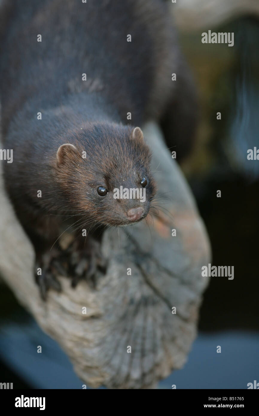 American mink Mustela vison Stock Photo - Alamy