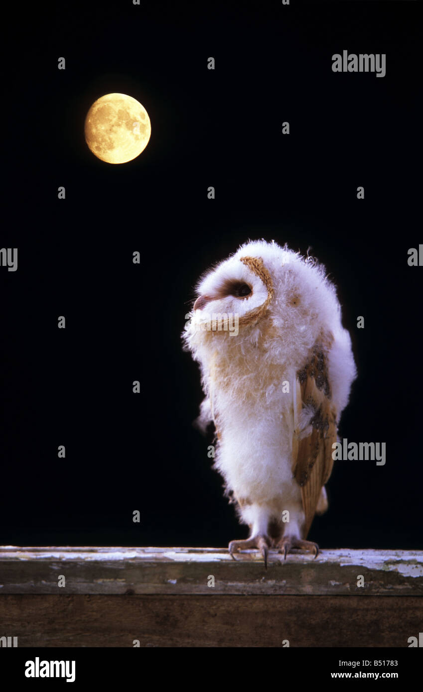 young barn owl Tyto alba in moonlight Stock Photo - Alamy