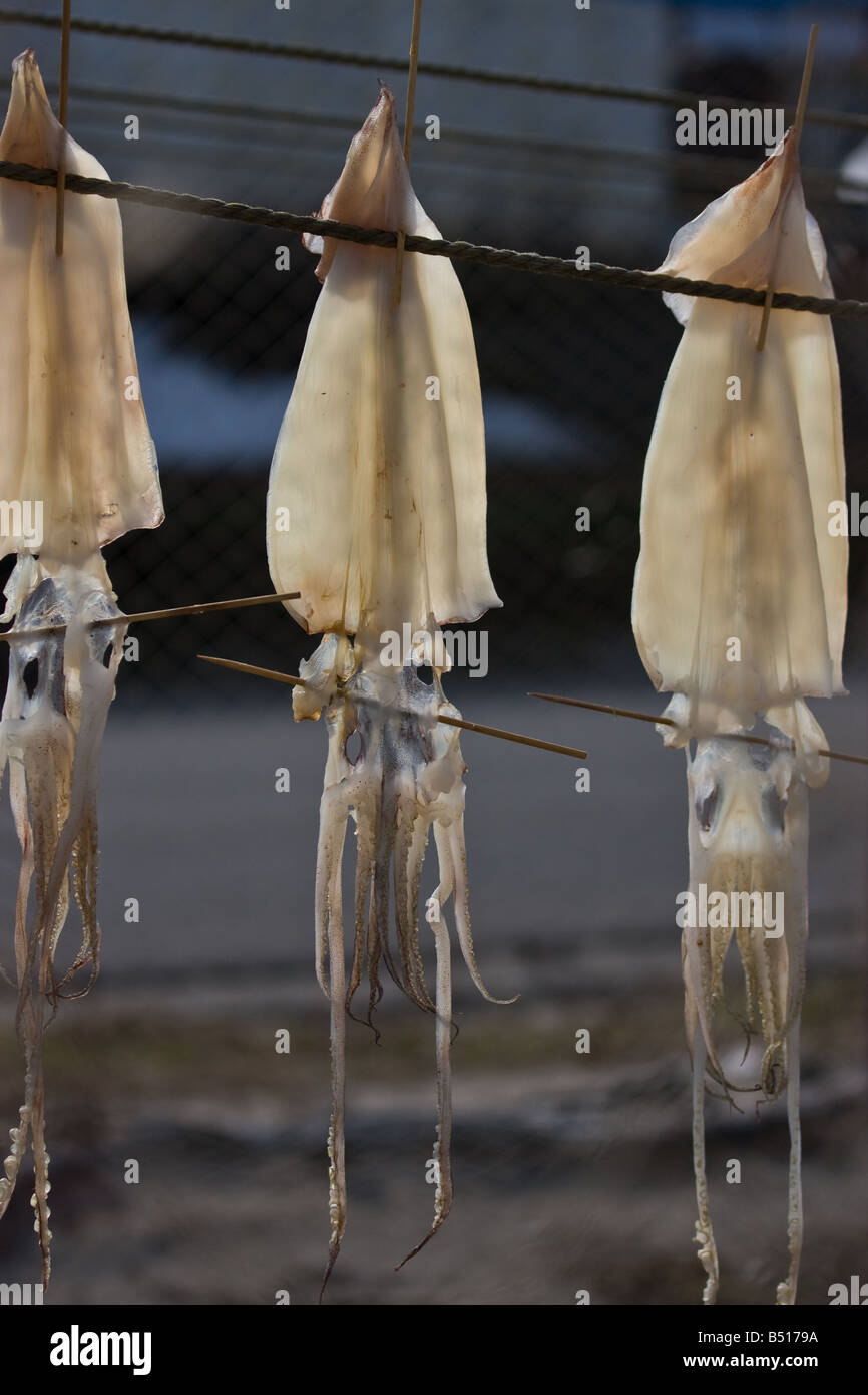 Drying squid in japan Stock Photo - Alamy