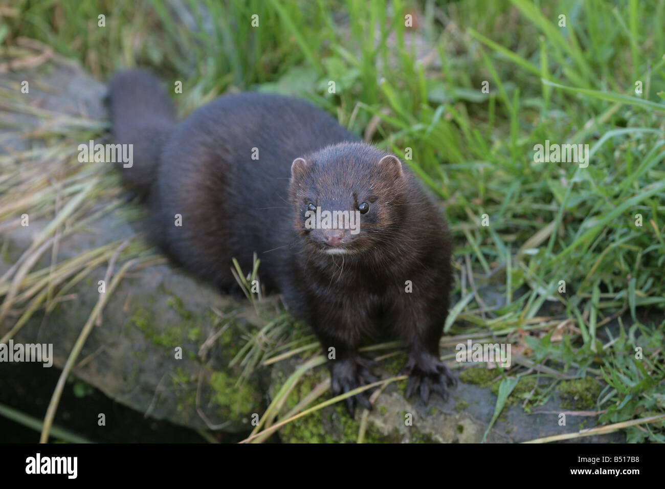 American mink mustela vison hi-res stock photography and images - Alamy