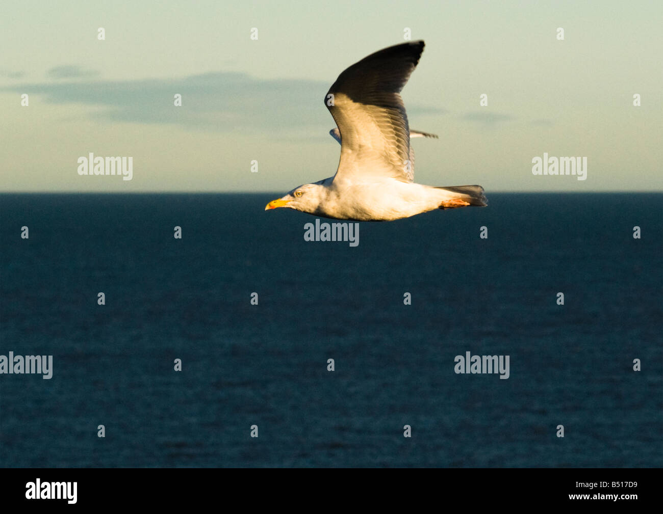 Seagull in flight Stock Photo - Alamy