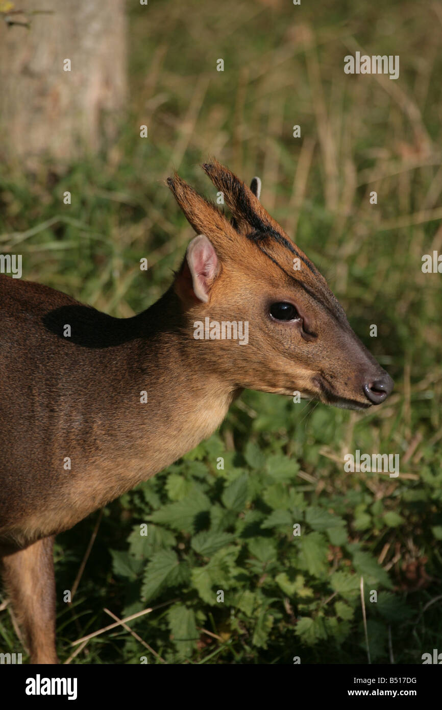 Muntjac deer uk buck hi-res stock photography and images - Alamy