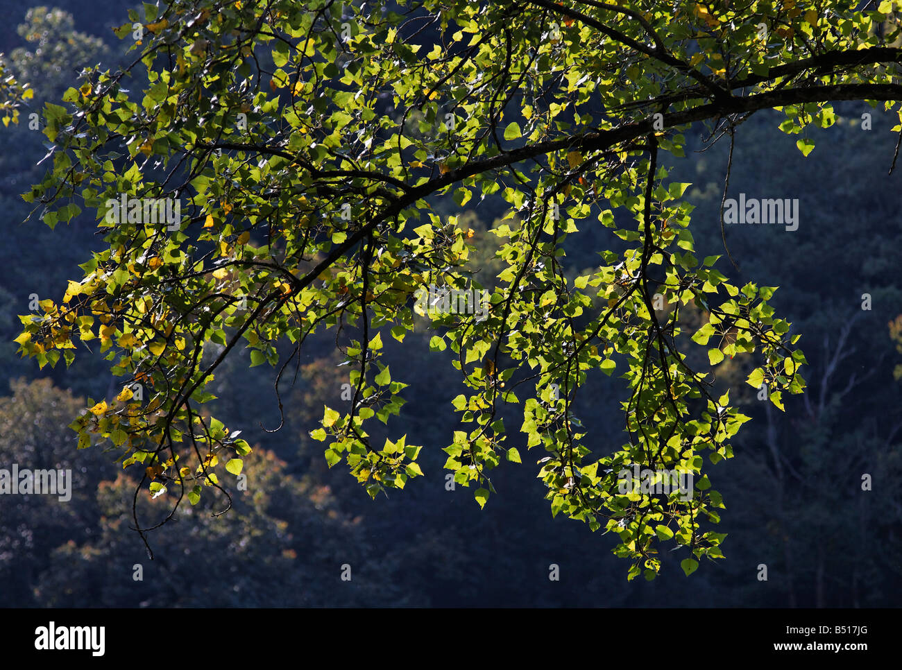 Backlit leaves hi-res stock photography and images - Alamy