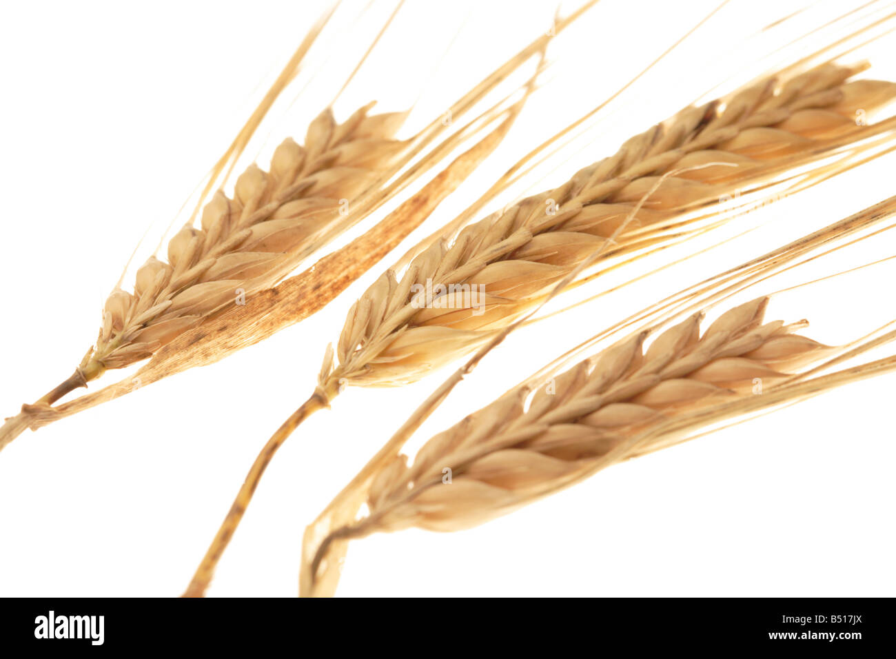 barley on white background Stock Photo - Alamy