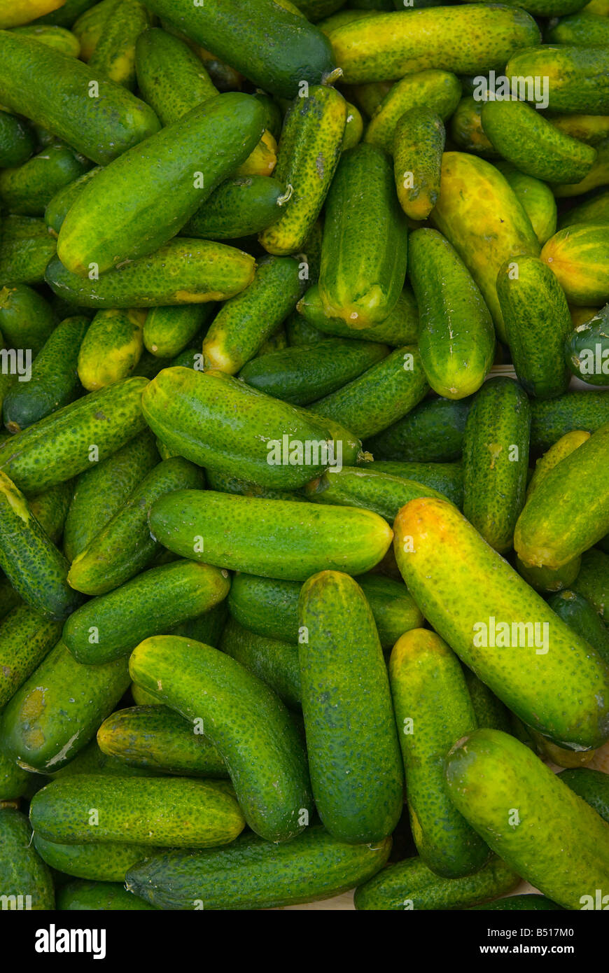 Cucumber (Cucumis sativus Stock Photo - Alamy