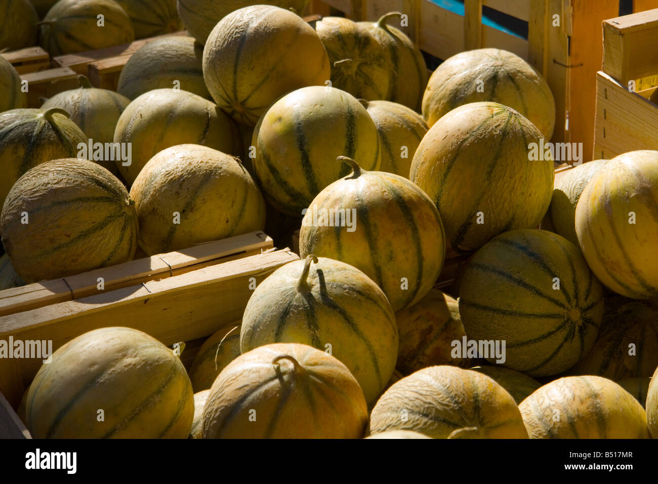 Charentais melon hi-res stock photography and images - Alamy