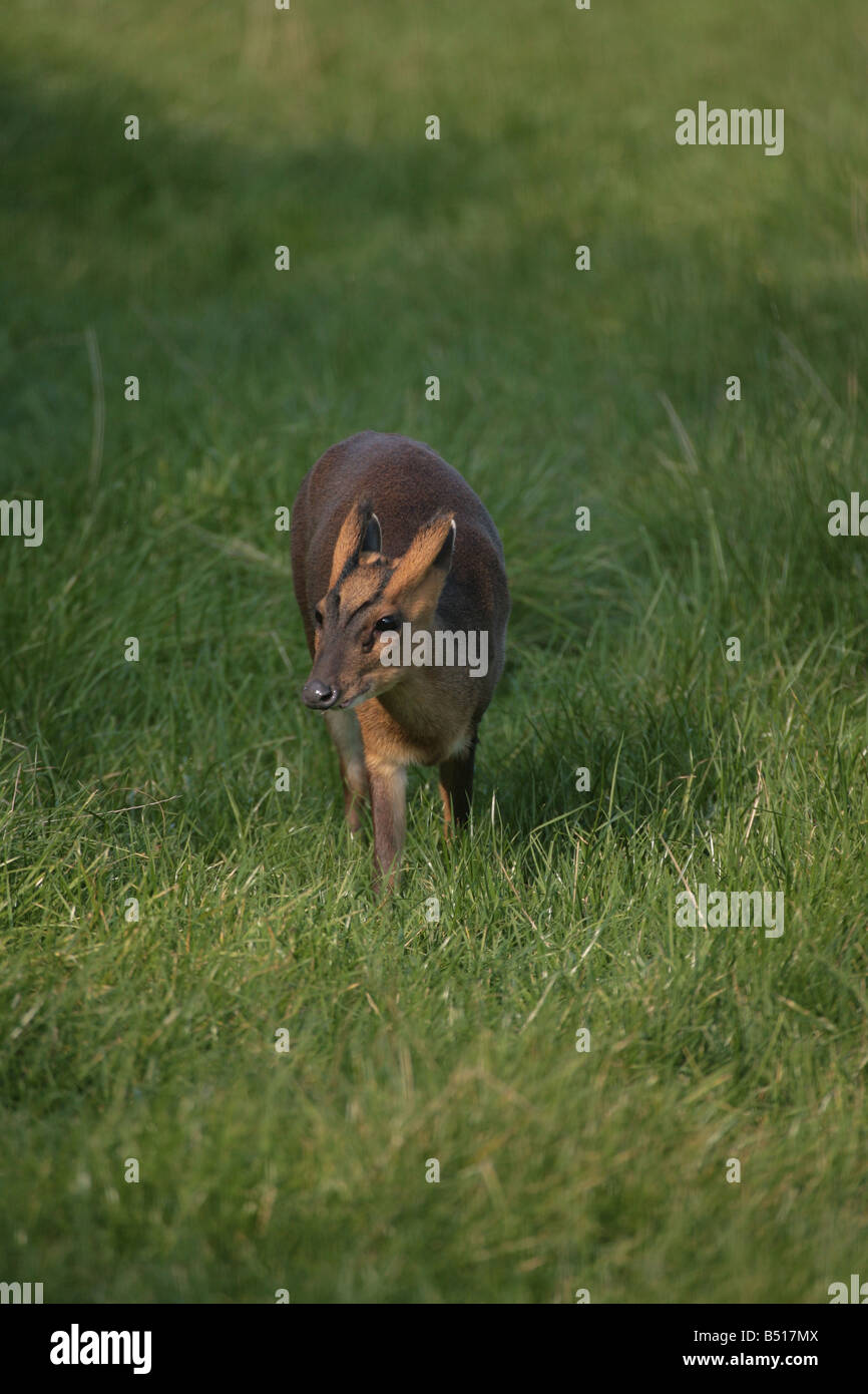 Muntjac deer hi-res stock photography and images - Alamy