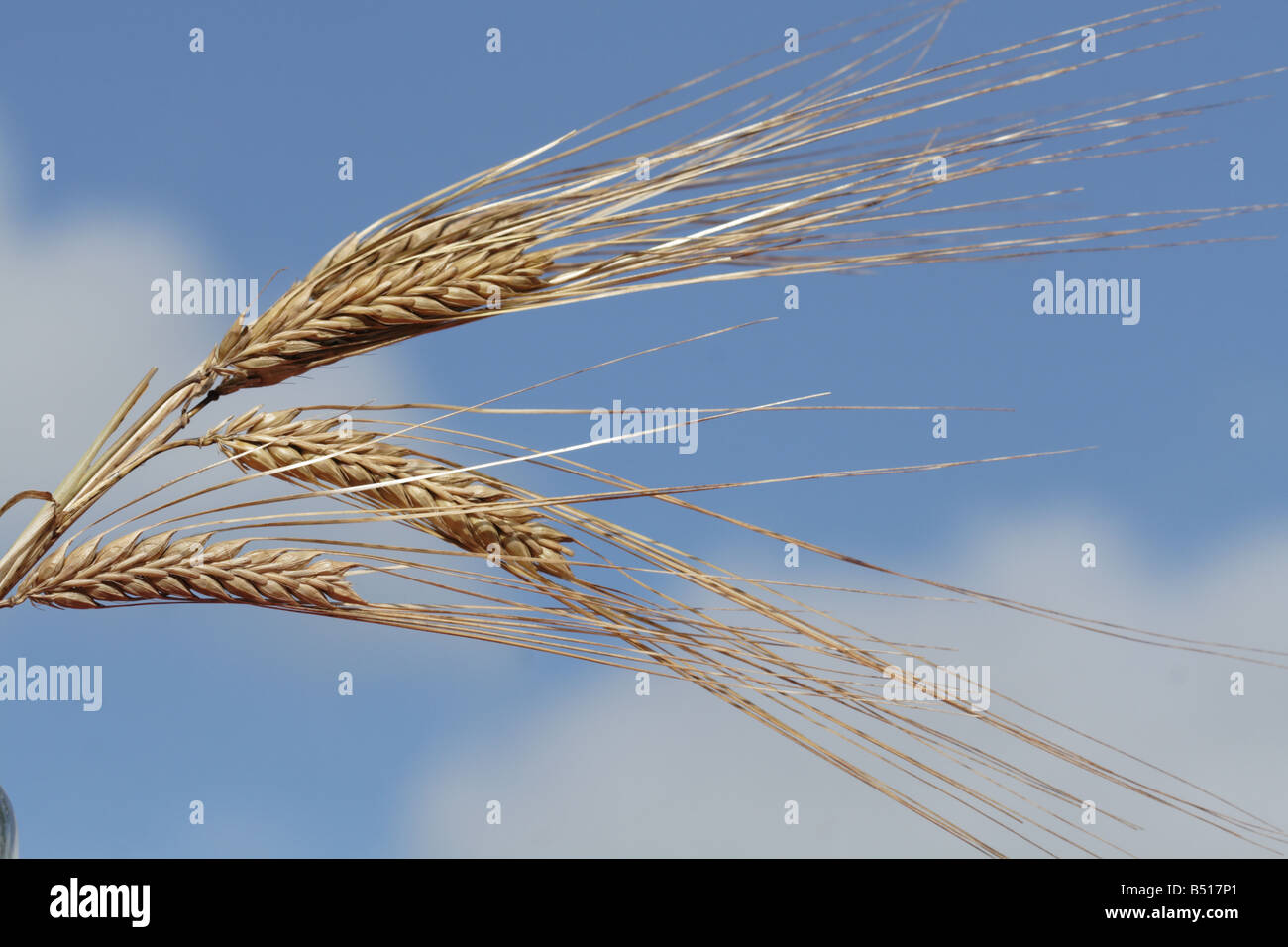 wheat on warm sunny background Stock Photo - Alamy