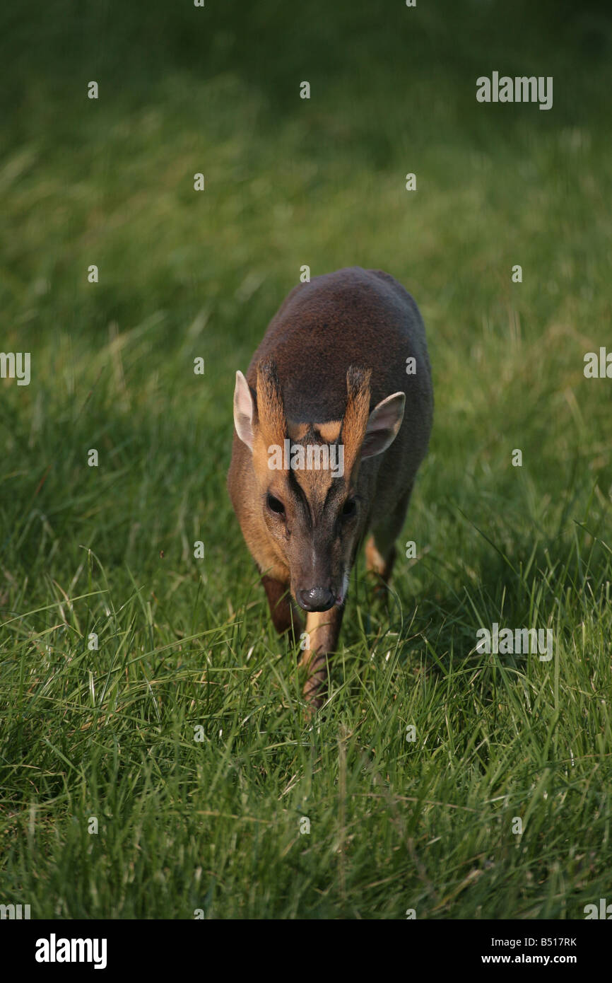 Muntjac Deer Muntiacus reevesi Stock Photo - Alamy