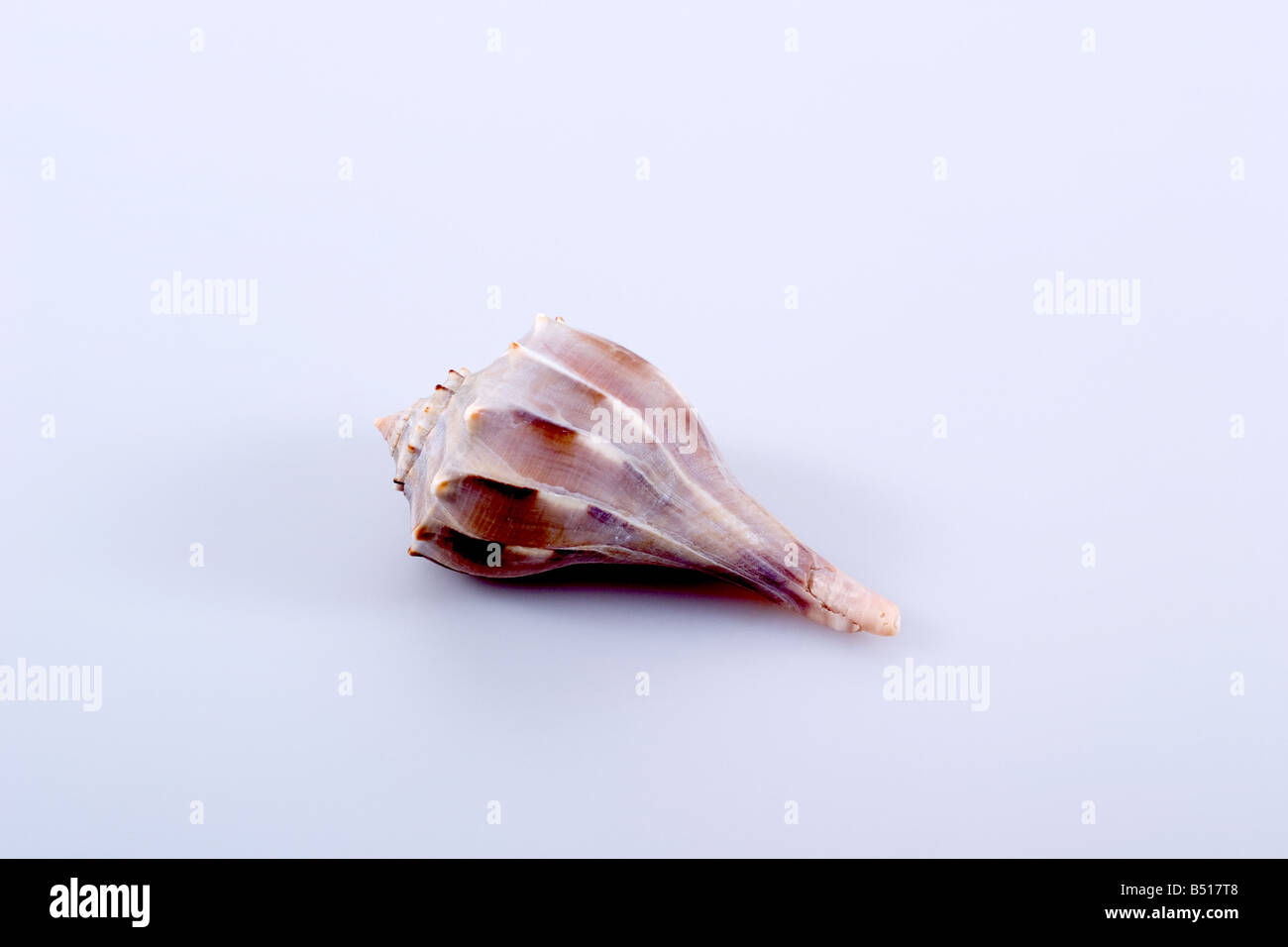 Seashell image hi-res stock photography and images - Alamy