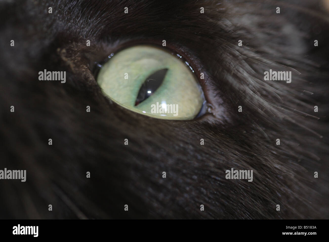 cats eye taken with macro lens Stock Photo - Alamy