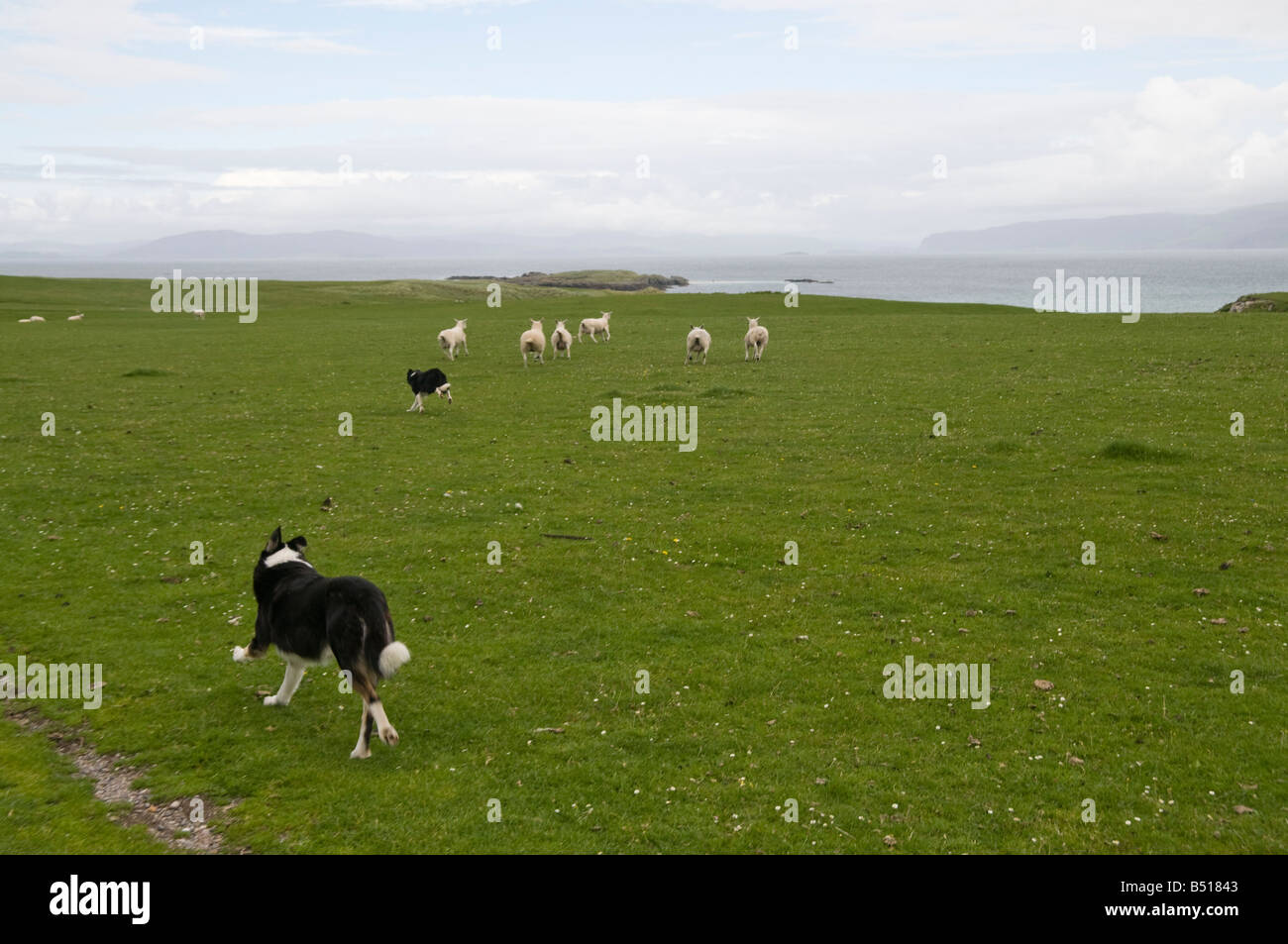 White Sheepdogs High Resolution Stock Photography and Images - Alamy