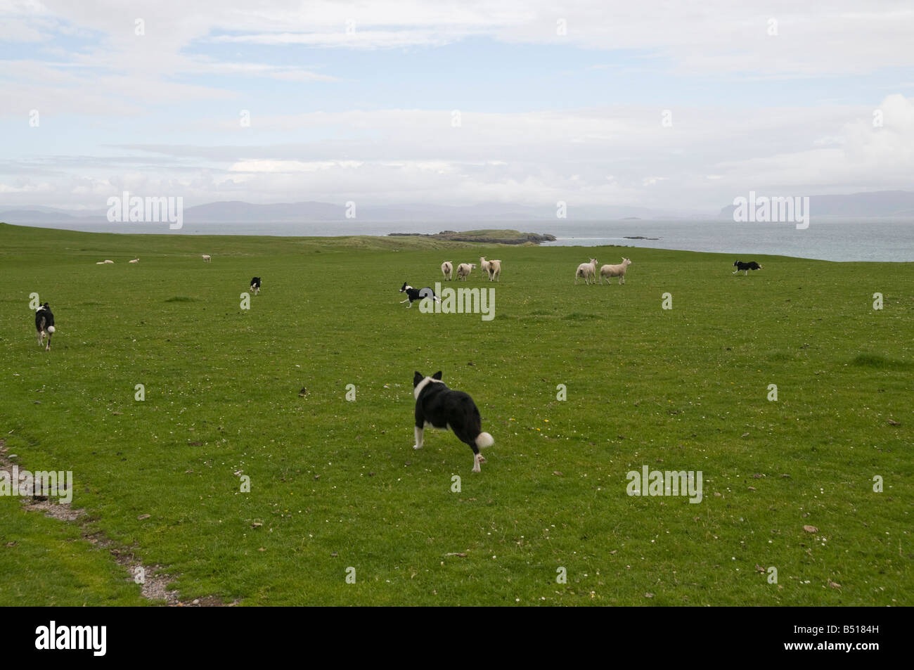 Five black and white sheepdogs start to round up sheep on a croft ...