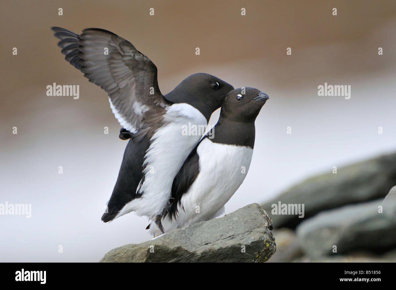 Two little Auk copulating Stock Photo - Alamy