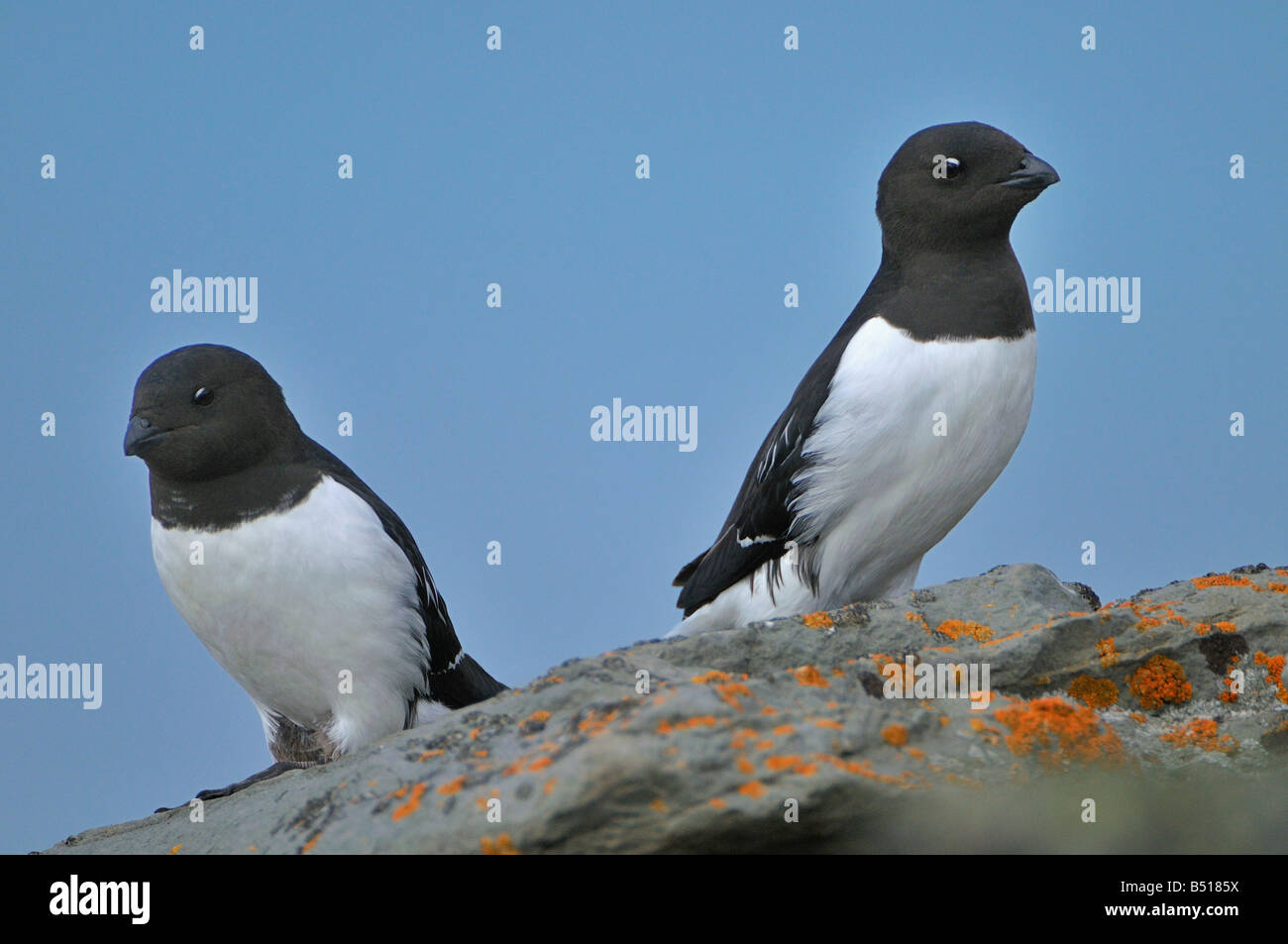 Little auk hi-res stock photography and images - Alamy