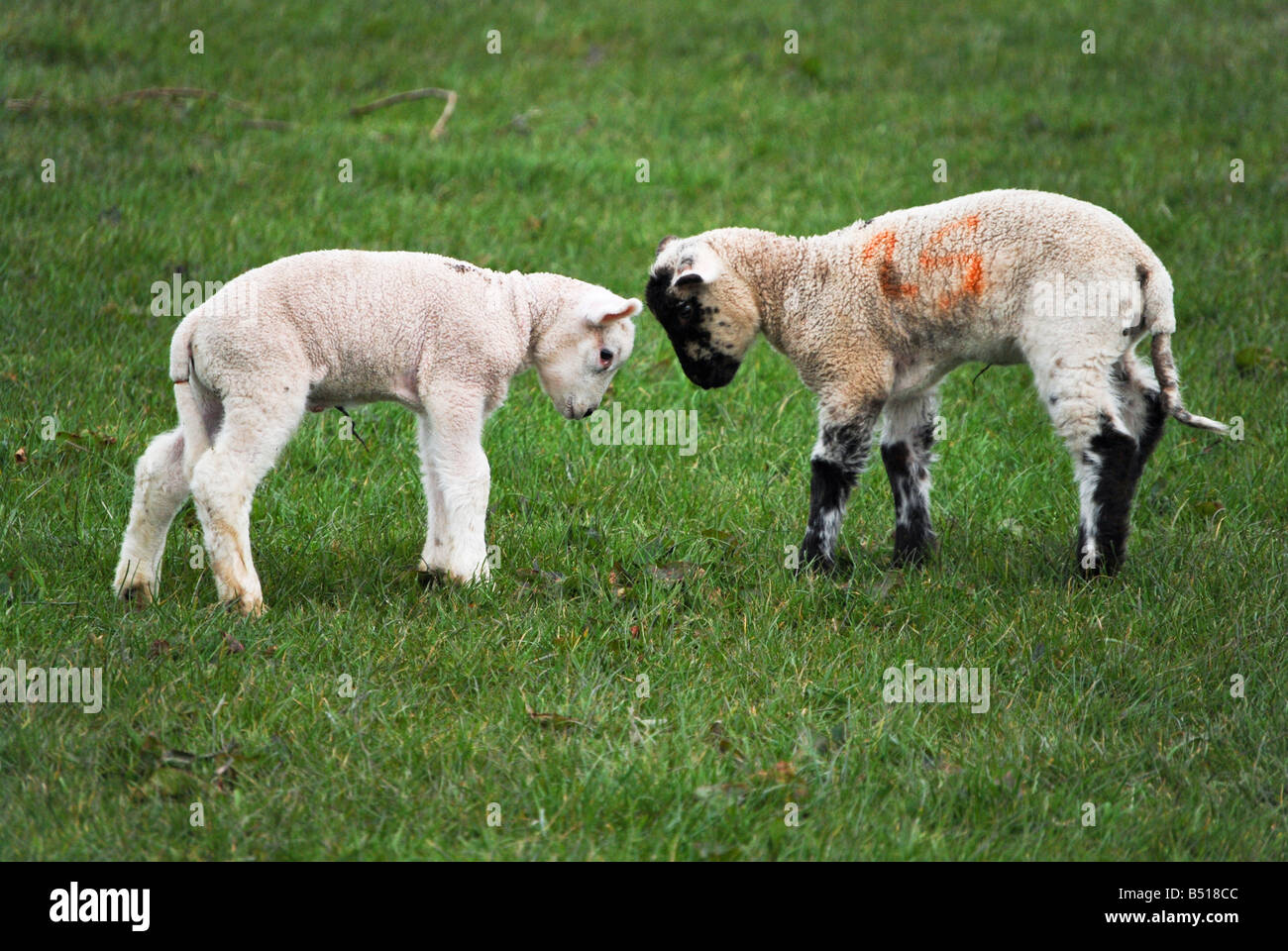 New born lambs Stock Photo - Alamy