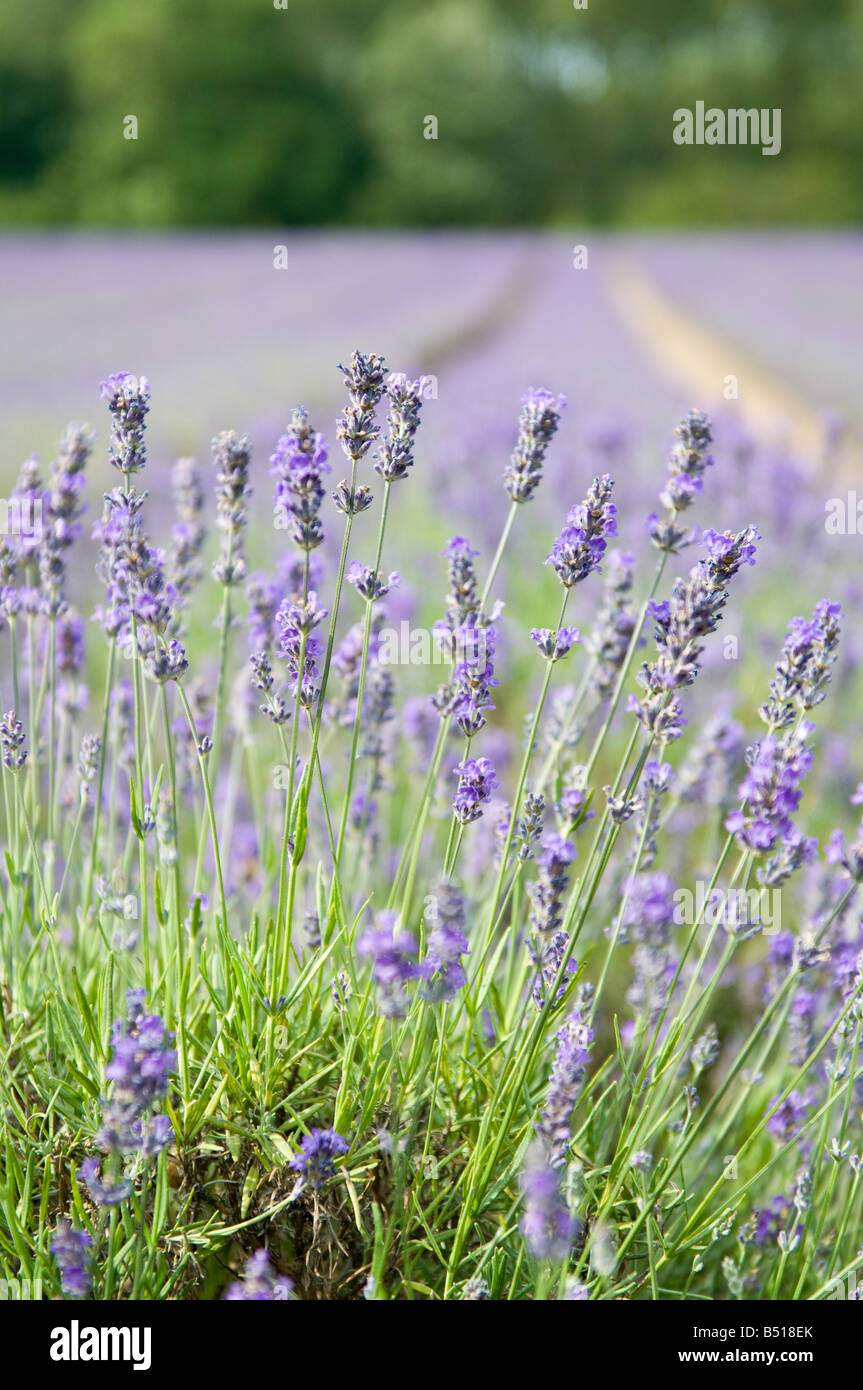 Norfolk lavender fields Stock Photo - Alamy