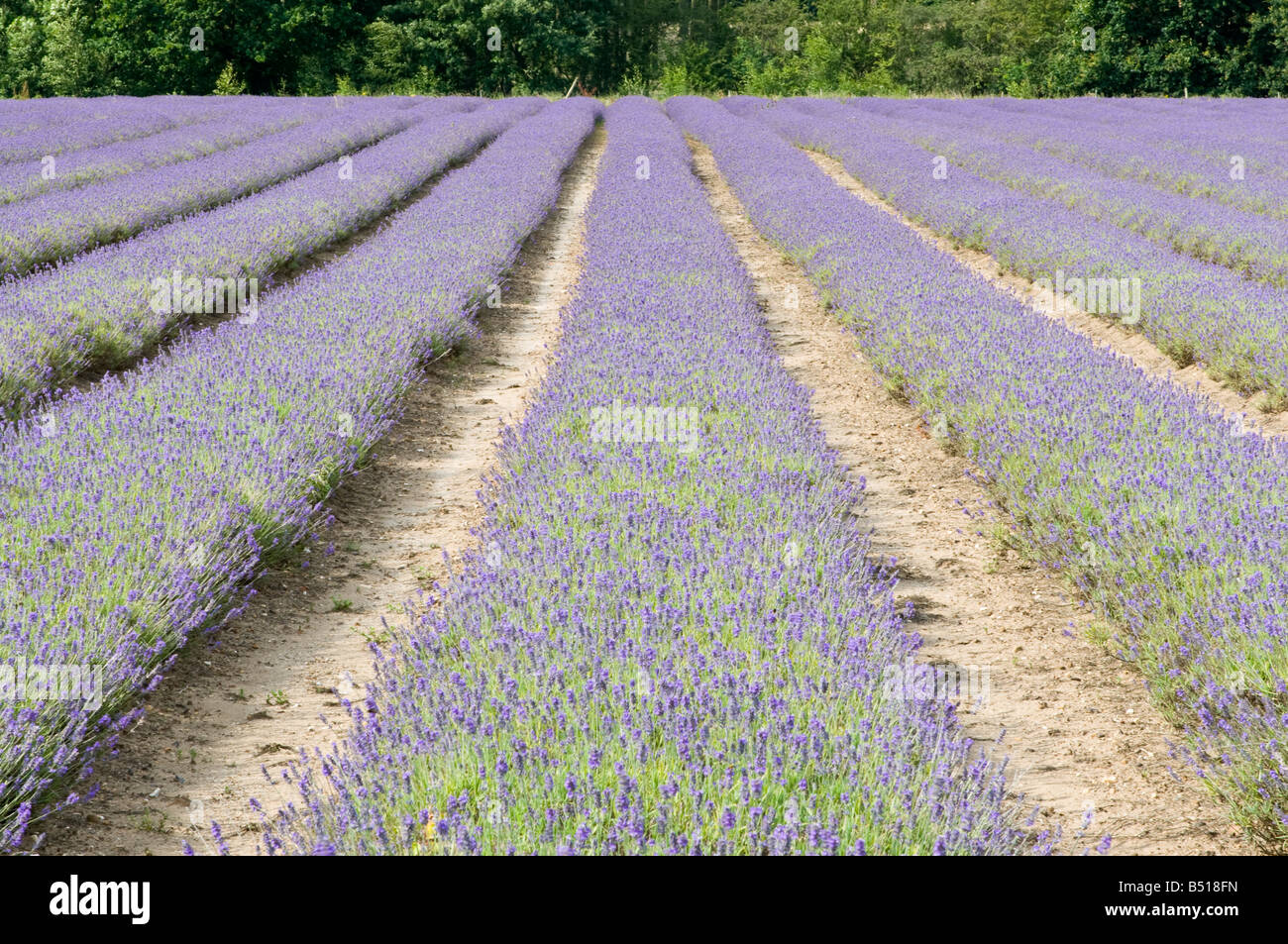 Norfolk lavender fields Stock Photo - Alamy