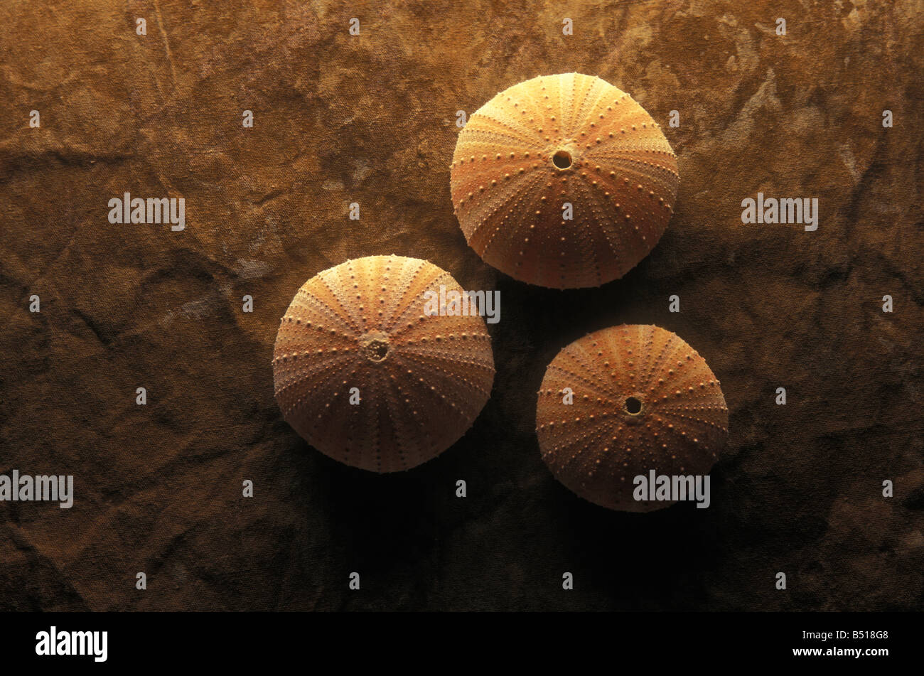 three sea shells Stock Photo - Alamy