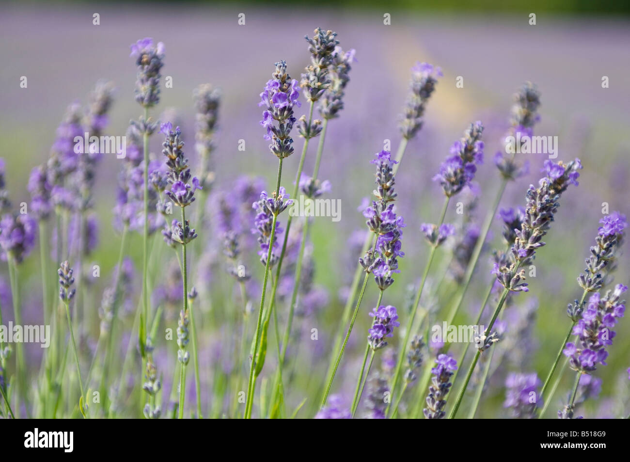Norfolk lavender fields Stock Photo - Alamy