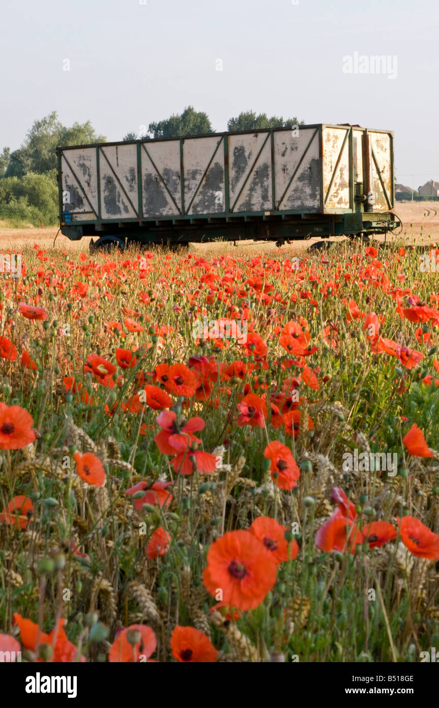 Farm trailer stored in a poppy field Stock Photo - Alamy