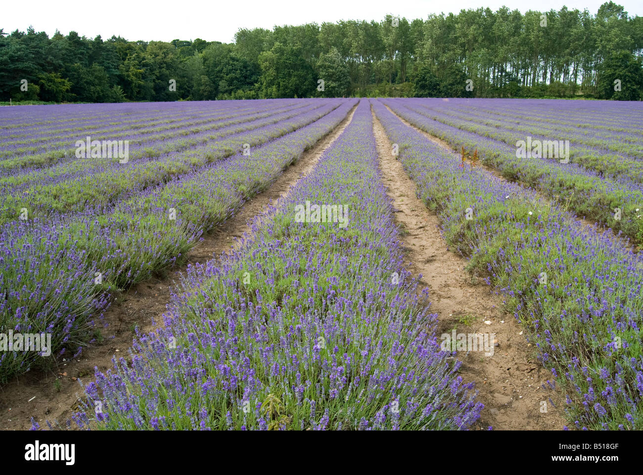 Norfolk lavender fields Stock Photo - Alamy