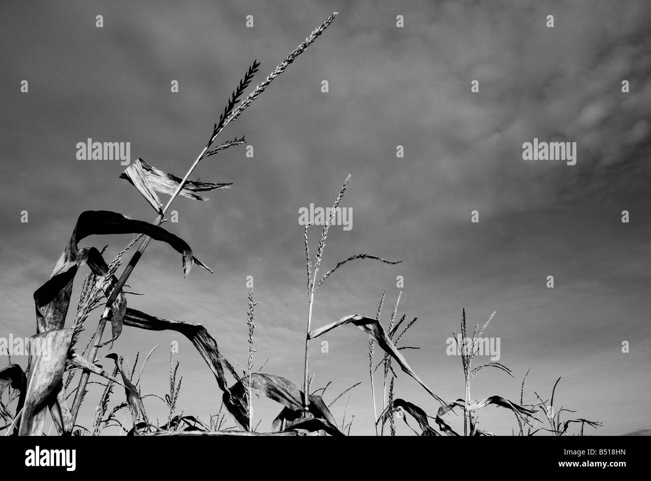 Moril Corn Field Computer