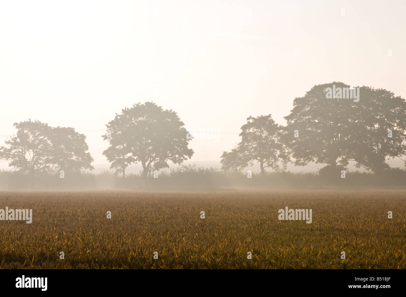 Mist wheat field hi-res stock photography and images - Alamy