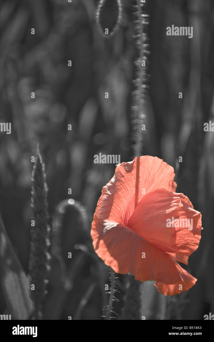 Isolated colour image of a single poppy head against a desaturated ...