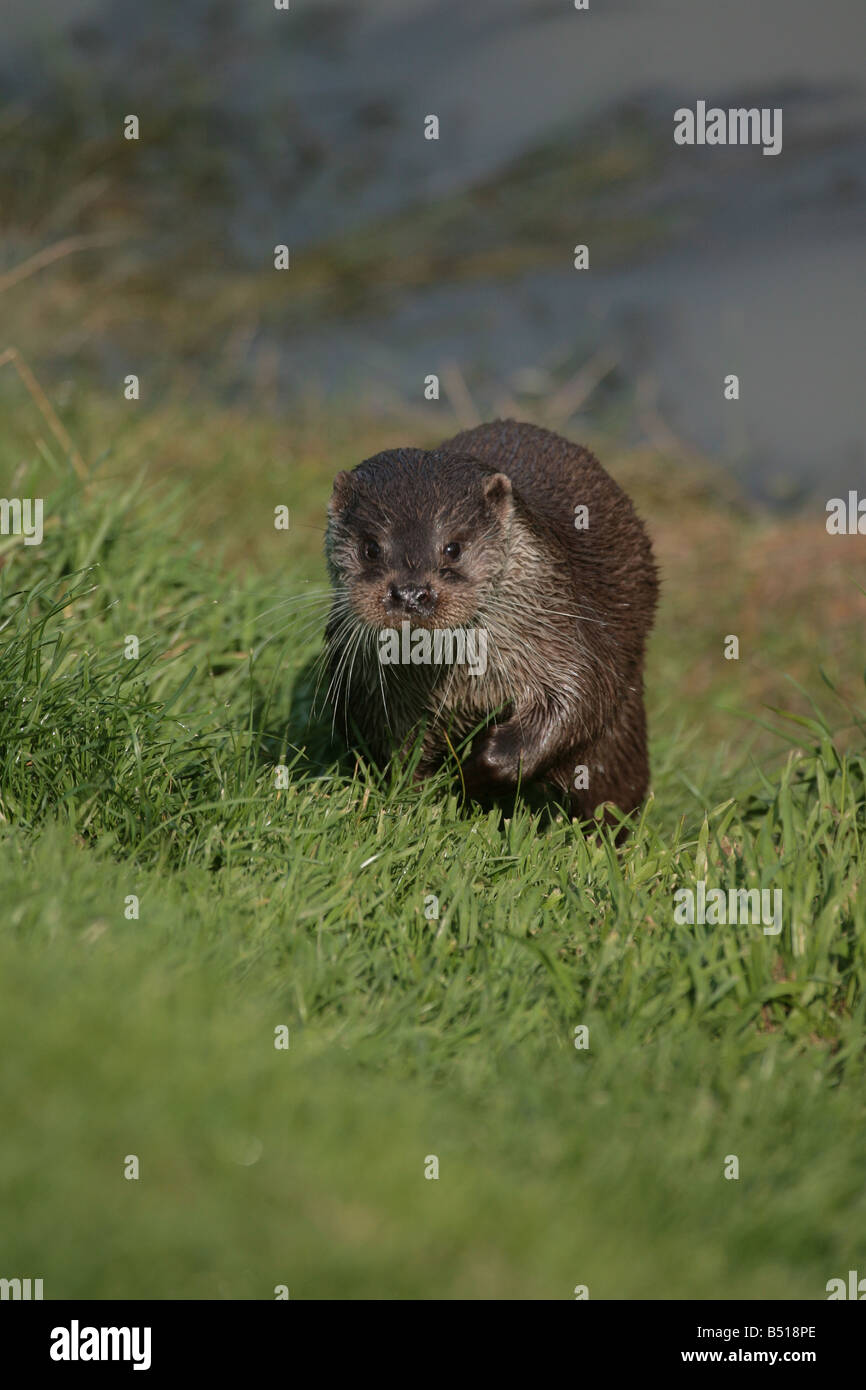 Lone otter hi-res stock photography and images - Alamy