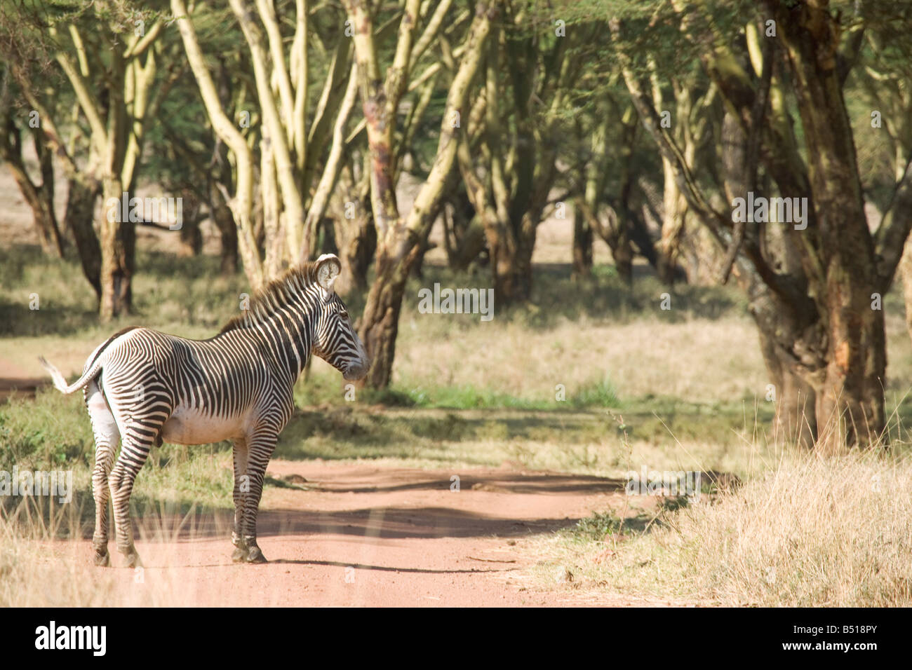A (highly endangered) Grevy's Zebra corssing a dirt track in a forest ...
