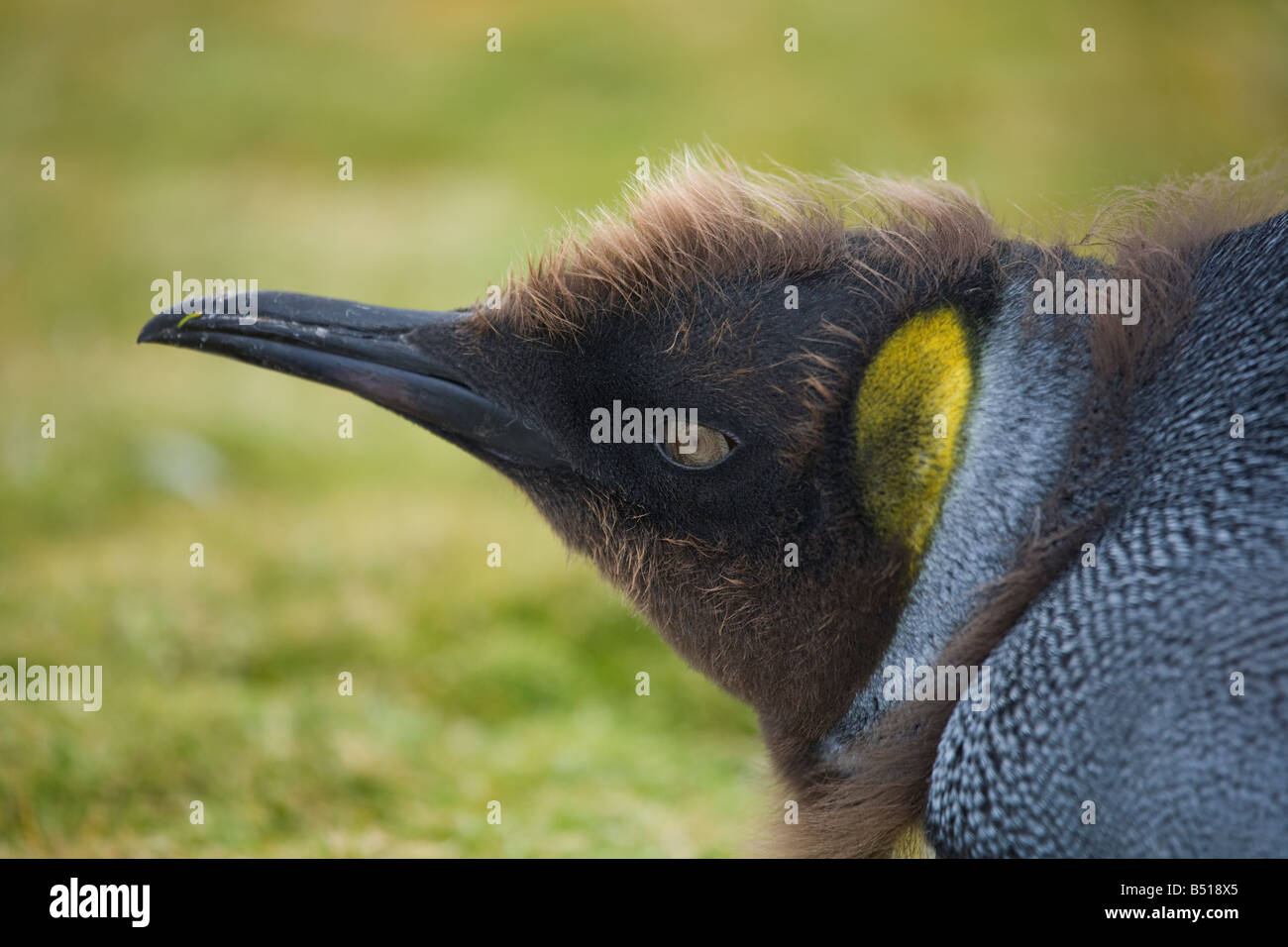 King Penguin Juvenile Stock Photo - Alamy
