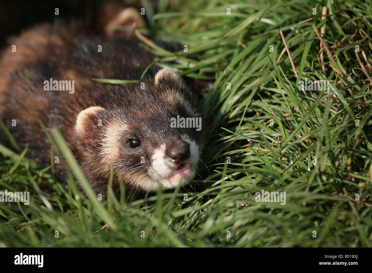 Polecat uk young hi-res stock photography and images - Alamy