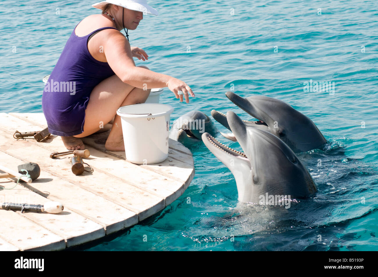 Trainer feeding dolphins High Resolution Stock Photography and Images ...