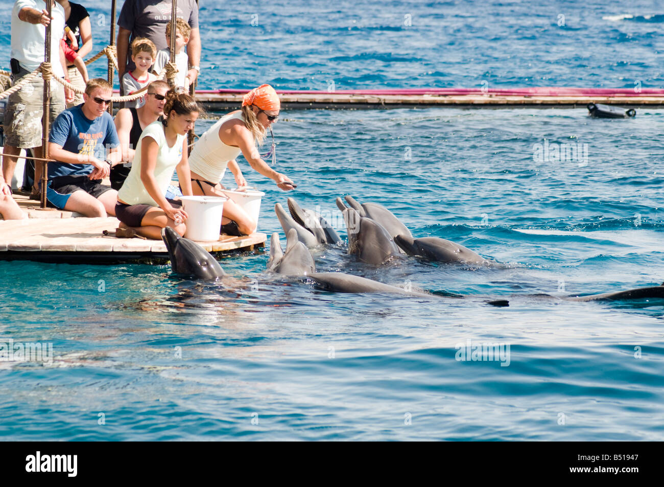 Bottlenose dolphins feeding hi-res stock photography and images - Alamy