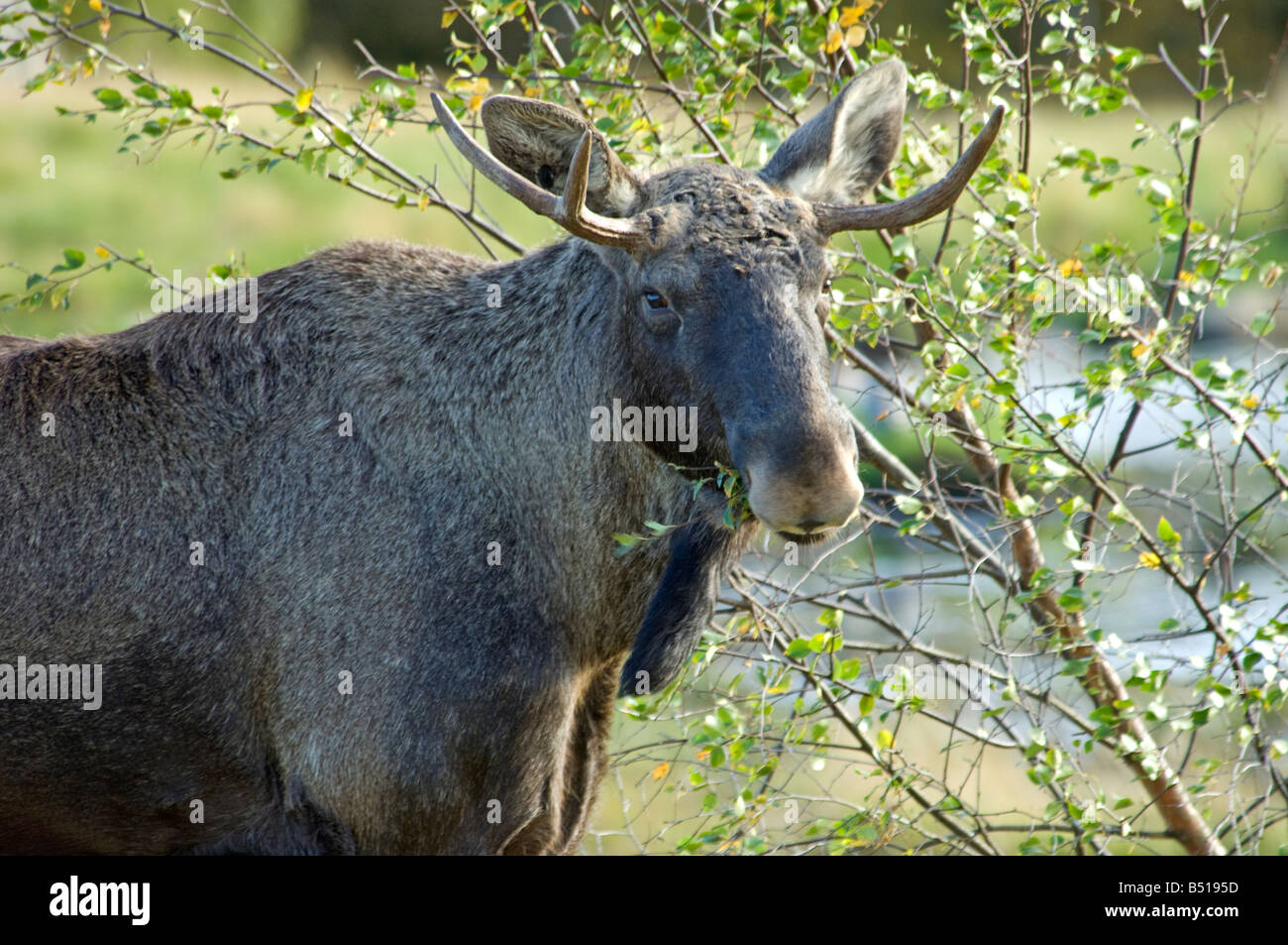Scottish Elk High Resolution Stock Photography and Images - Alamy