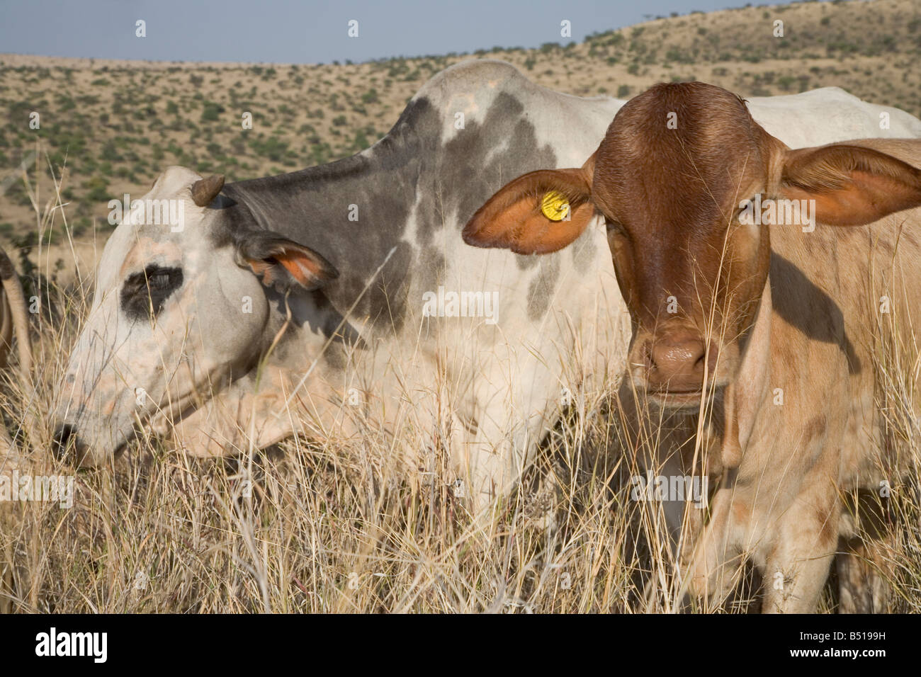 African herder cattle hi-res stock photography and images - Alamy