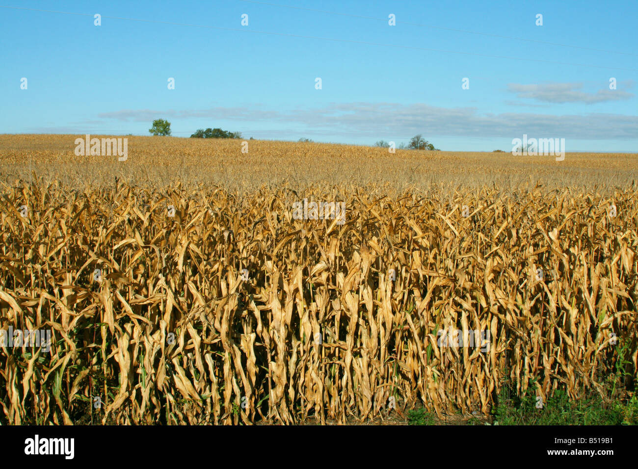 Corn Field Usa High Resolution Stock Photography and Images - Alamy