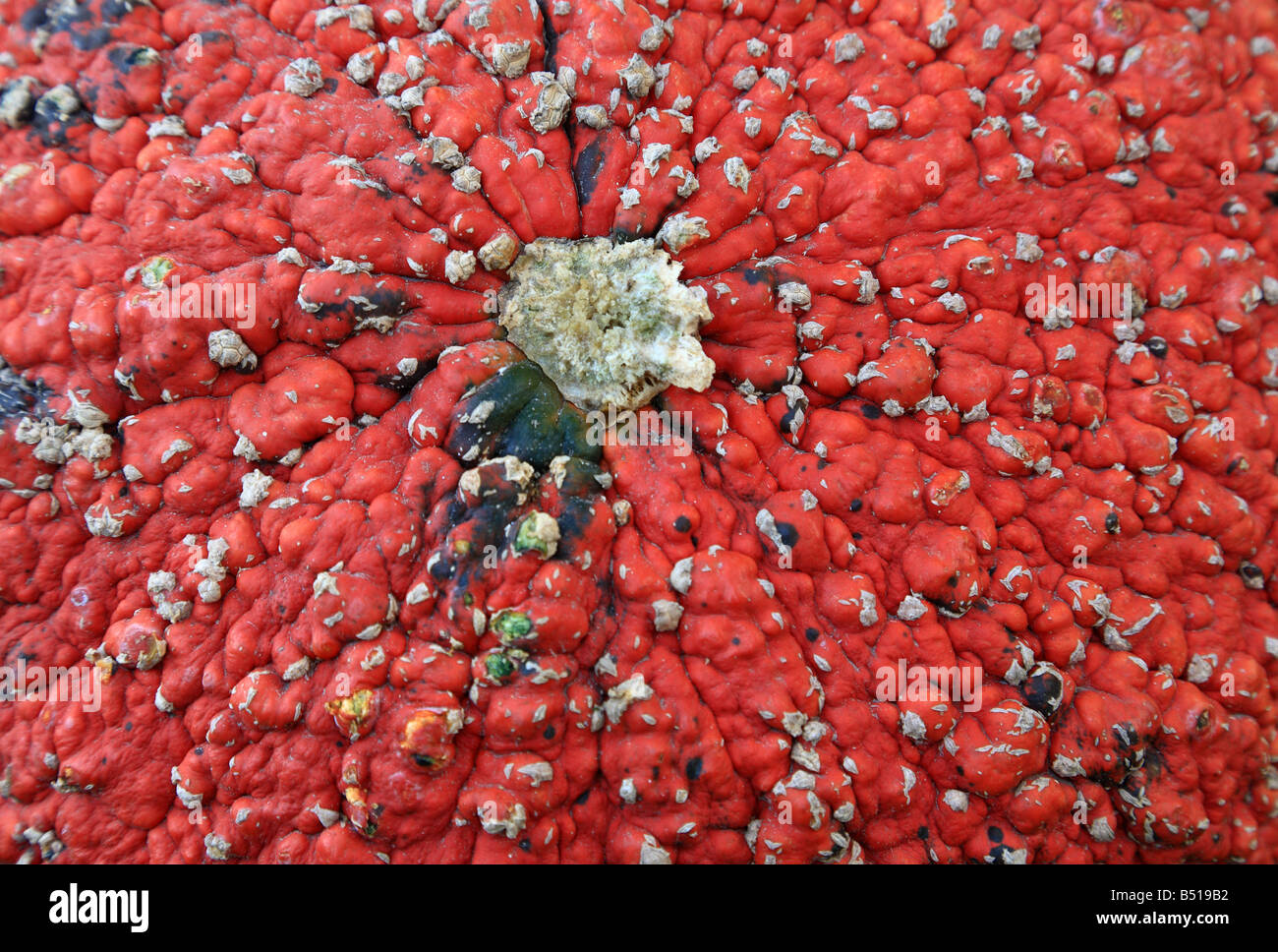 Red pumpkin close up Stock Photo - Alamy