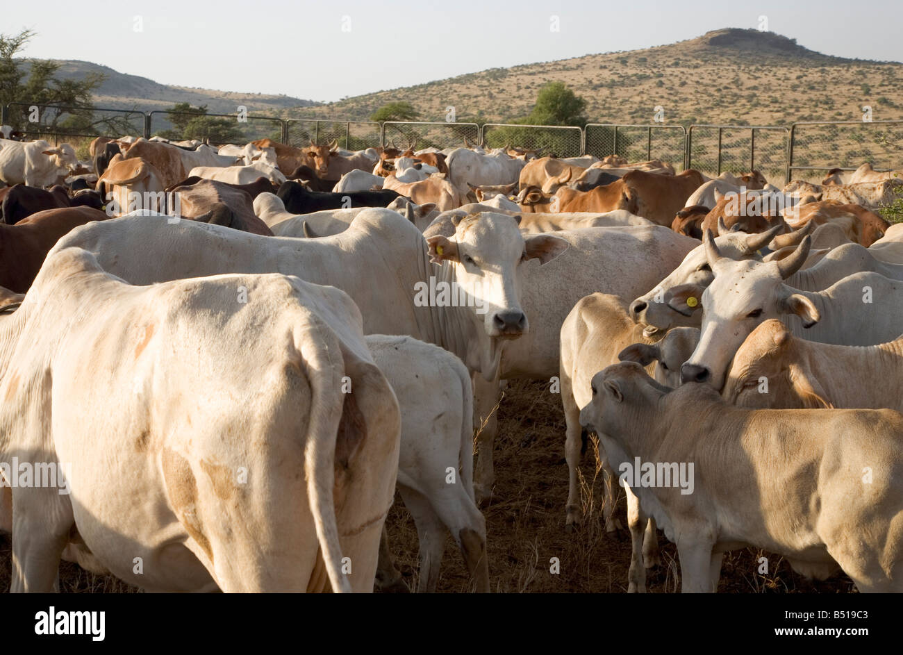 Masai herding cattle kenya hi-res stock photography and images - Alamy