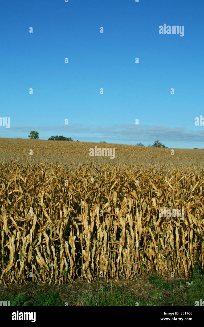 Ripened Corn Field Michigan USA Stock Photo - Alamy
