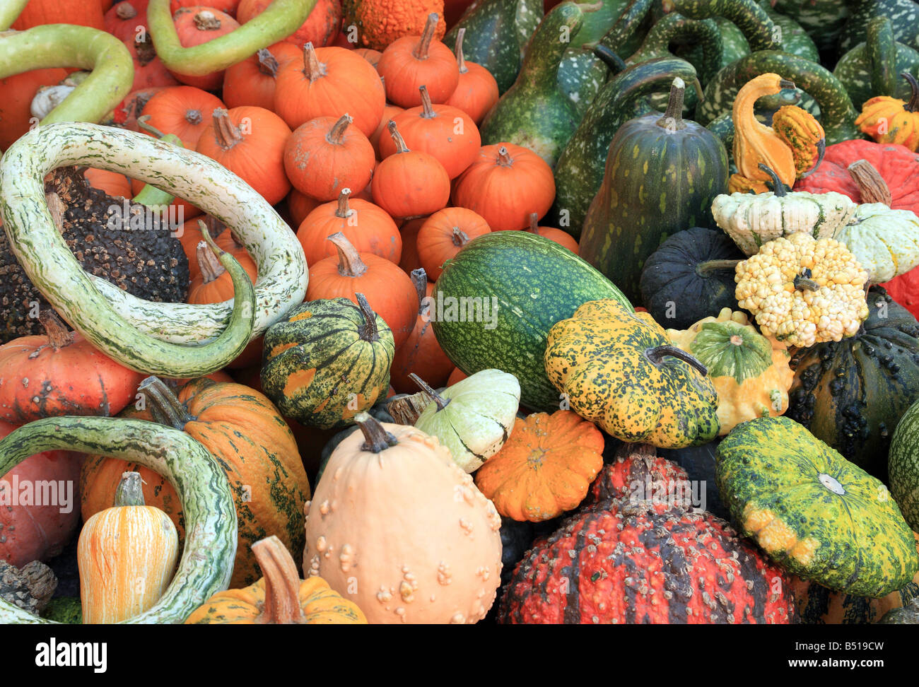 Multicoloured multicolored and multishaped pumpkins Stock Photo - Alamy