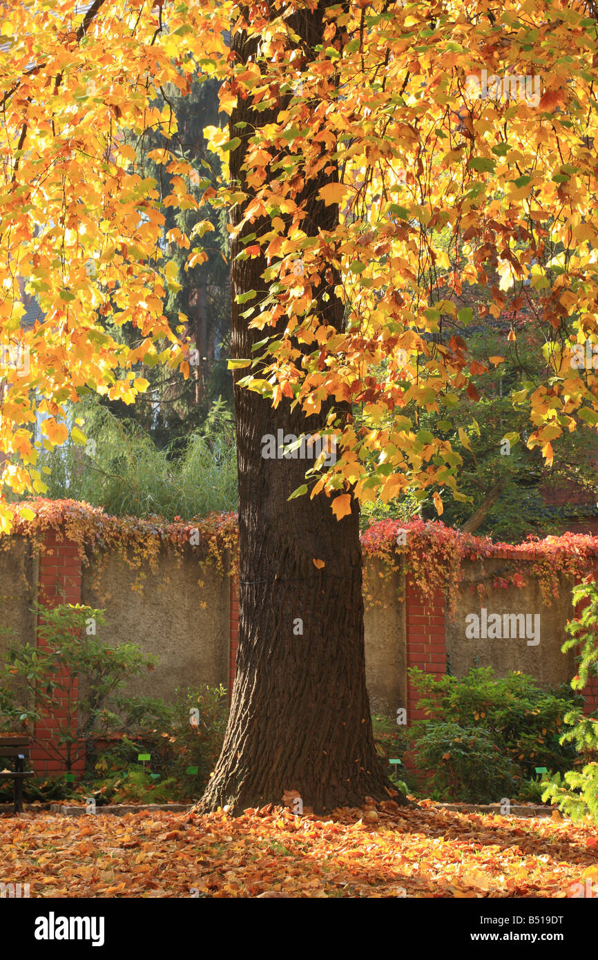 Tulip tree in autumn turning yellow Liriodendron tulipifera Stock Photo ...