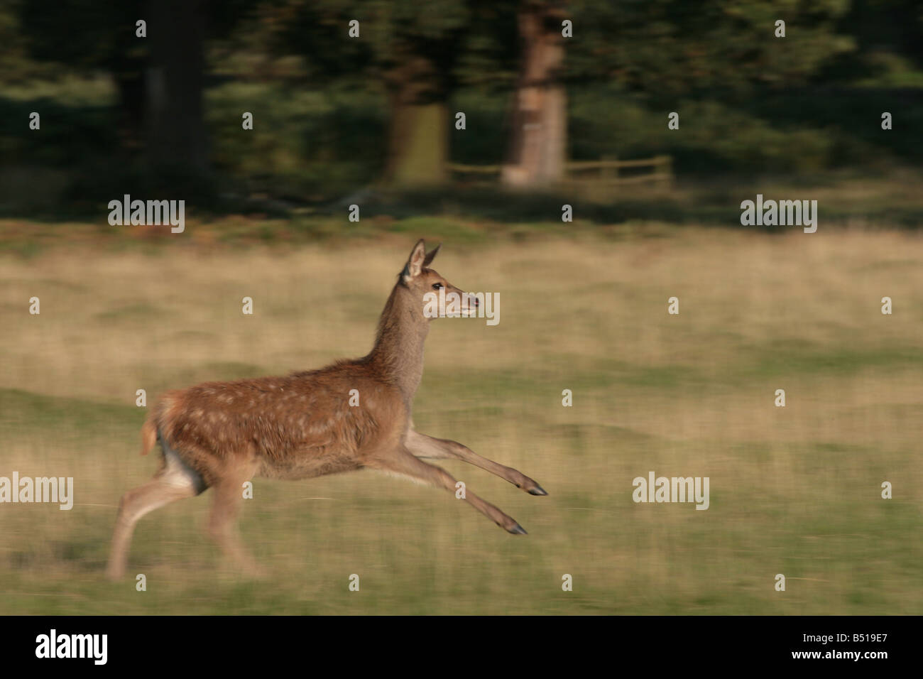 Red deer and fawn hi-res stock photography and images - Alamy
