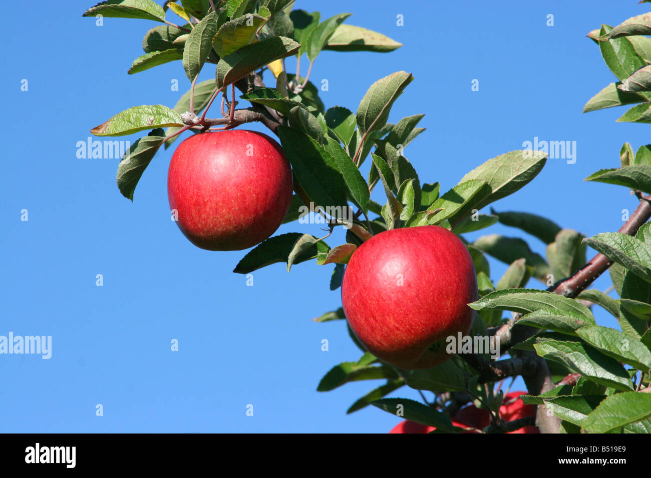 Braeburn cultivar hi-res stock photography and images - Alamy